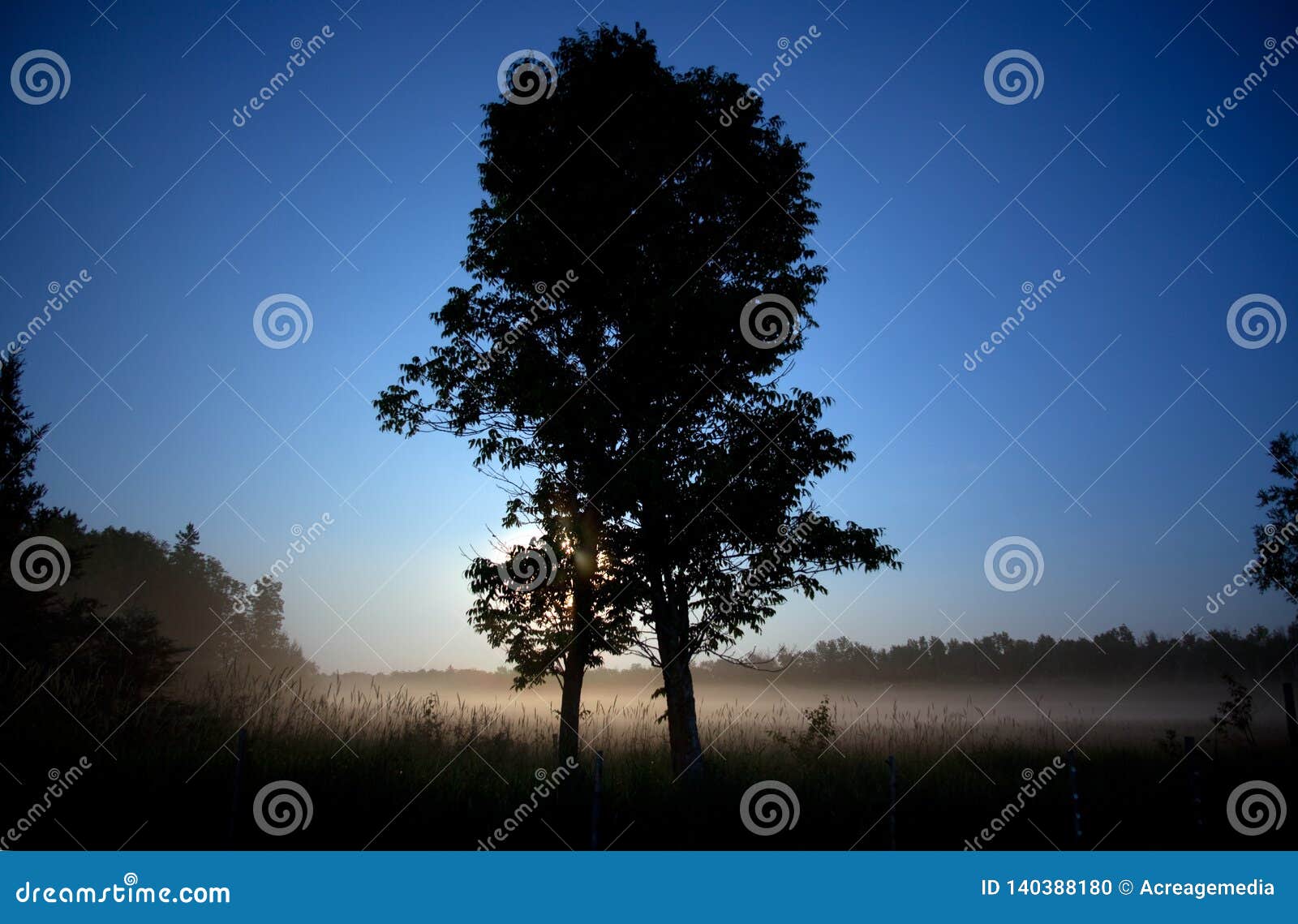 Misty Summer Meadow and Trees Stock Photo - Image of moonlight, night ...