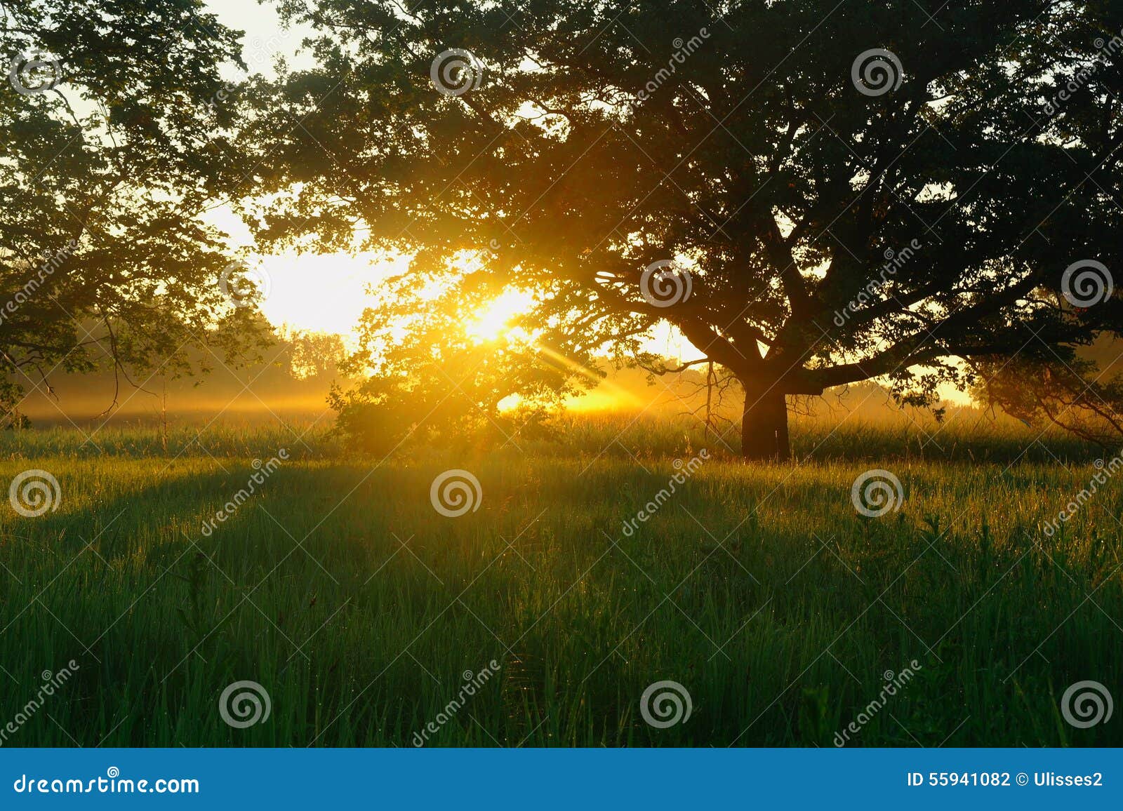 Misty Meadow Spring at Sunrise Stock Photo - Image of foliage, branches ...