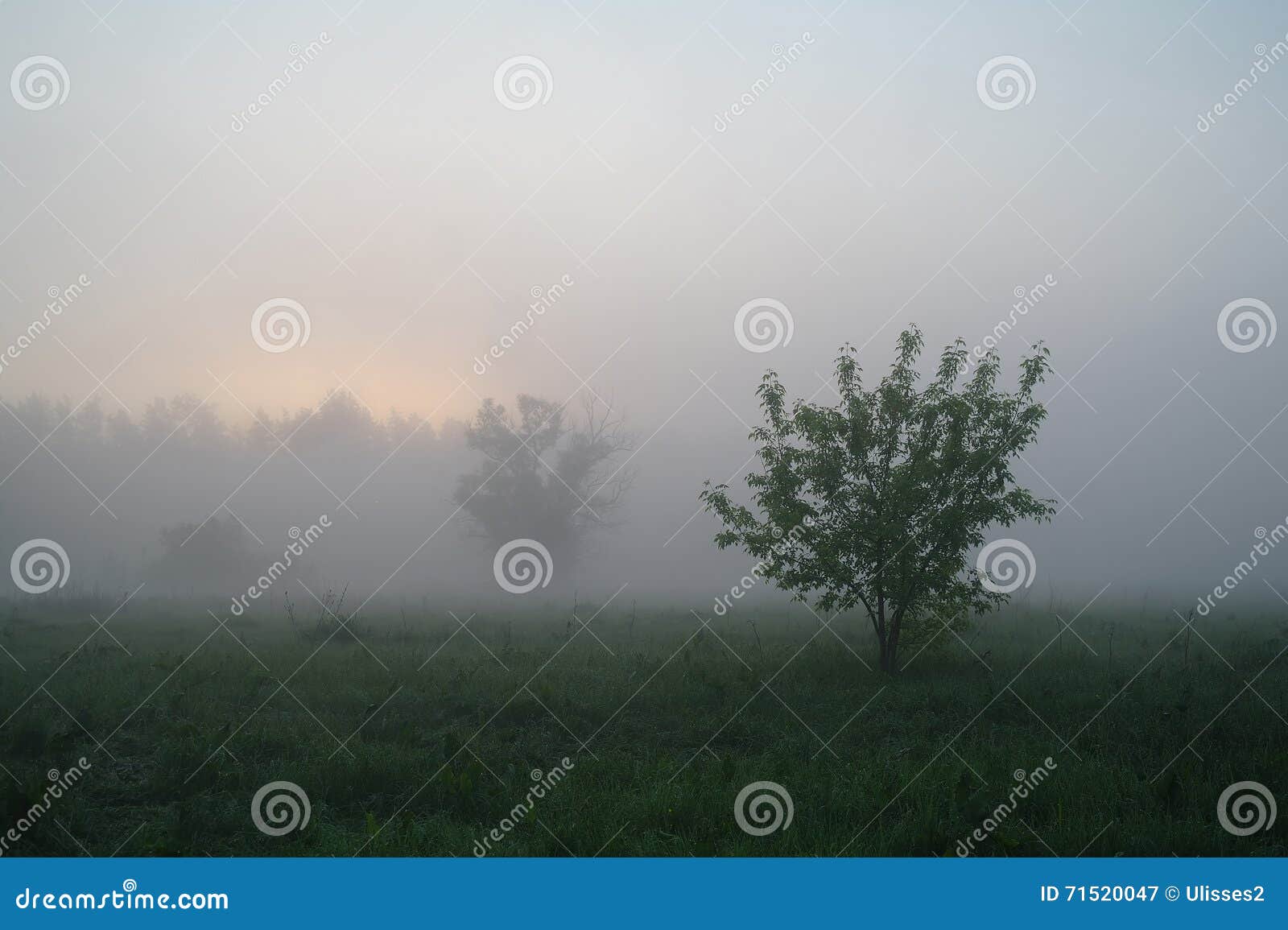 Misty Meadow Spring at Sunrise Stock Image - Image of countryside, haze ...