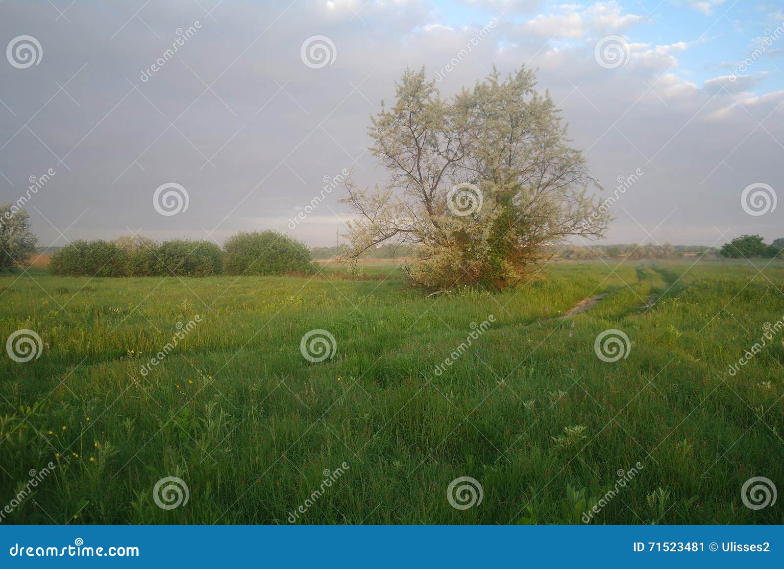 Misty Meadow Spring at Sunrise Stock Image - Image of dawn, green: 71523481