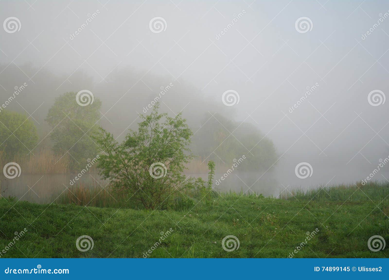 Misty Meadow Spring at Sunrise Stock Image - Image of early, dawn: 74899145