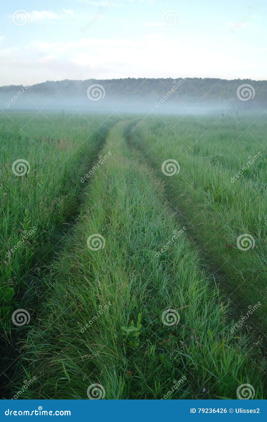 Misty Meadow Spring at Sunrise Stock Photo - Image of grass, morning ...