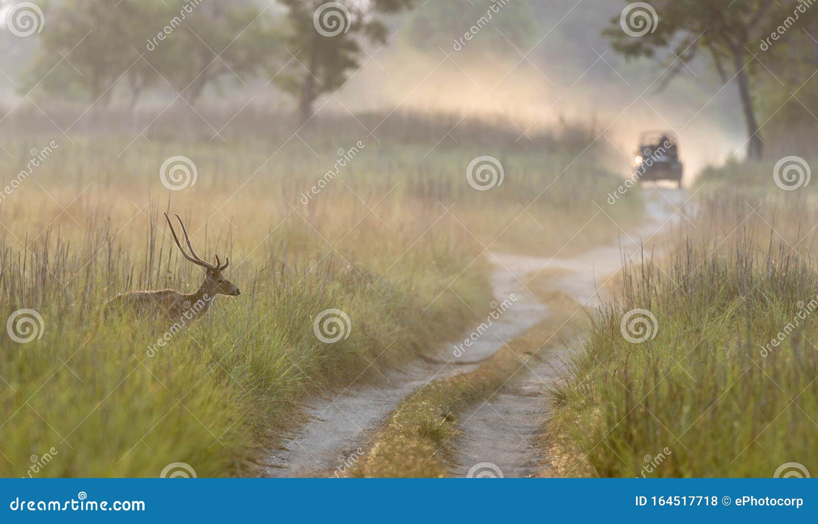 Misty Morning at Dhikala, Corbett, India Stock Photo - Image of jeep ...