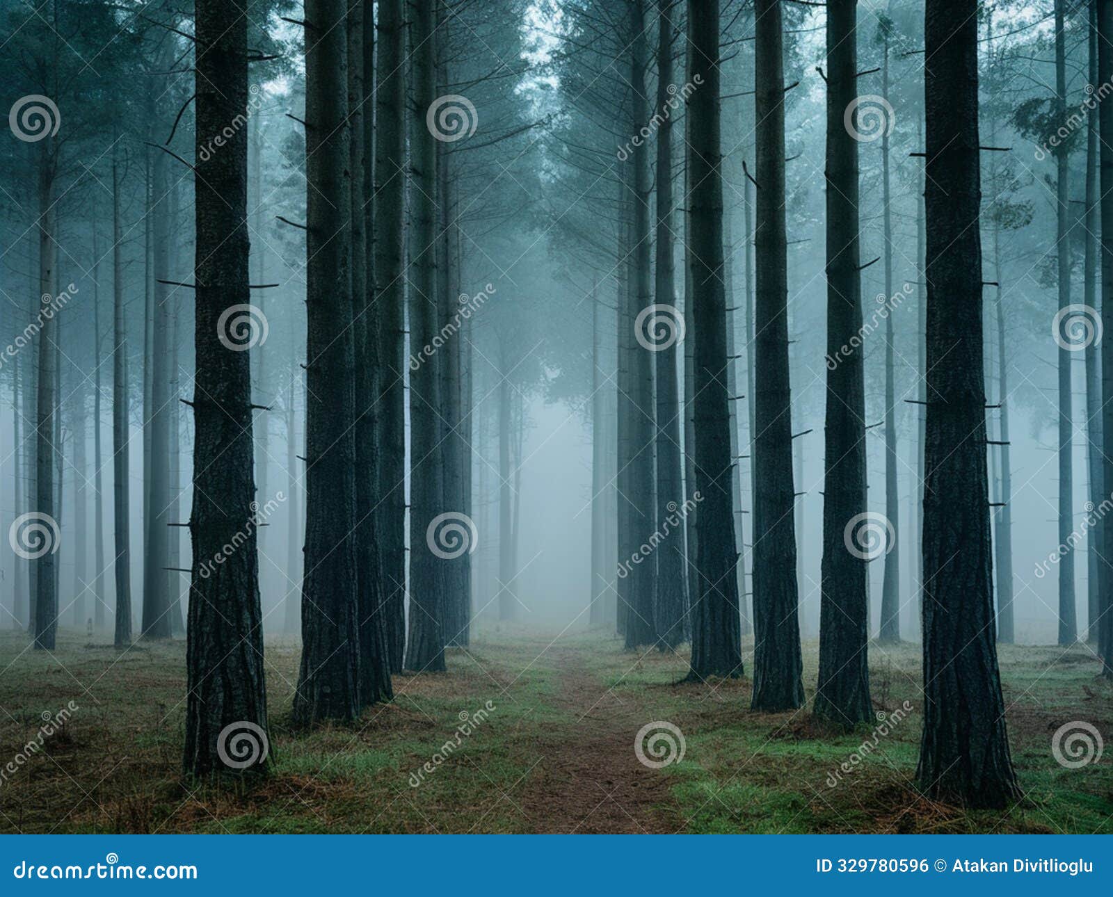 Misty Morning Enchanted Forest View Stock Photo - Image of landscape ...