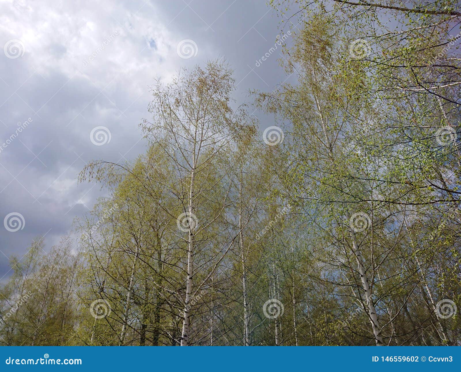 Misty Morning in the Forest Stock Photo - Image of tree, green: 146559602