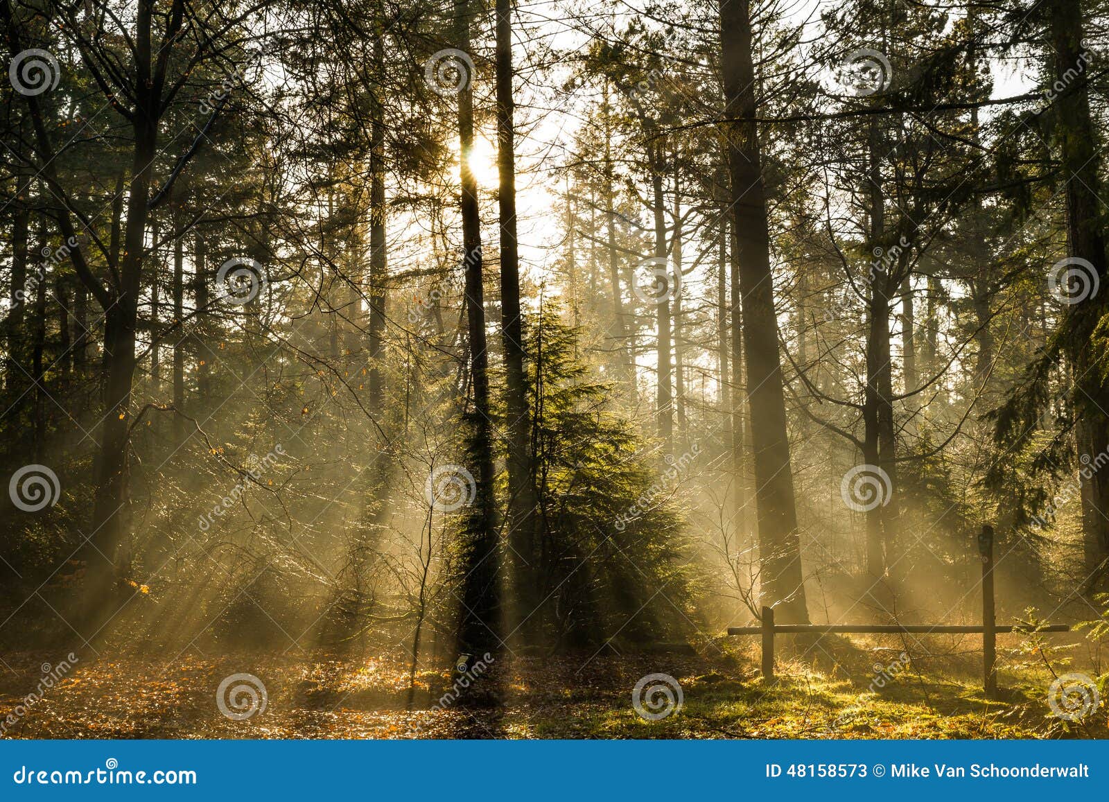 Misty Morning in the Forest Stock Image - Image of brick, building ...