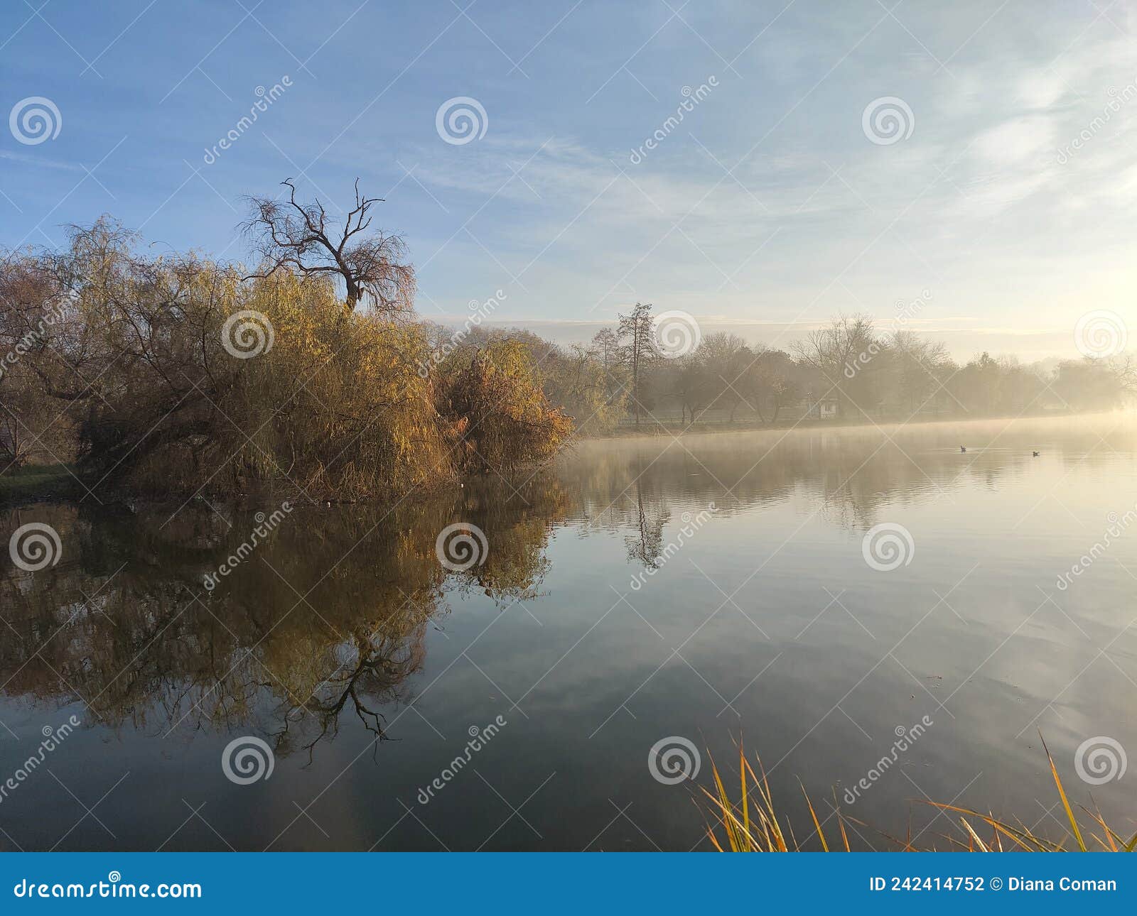 Misty Morning on the Lake - Autumn Morning Stock Photo - Image of mist ...