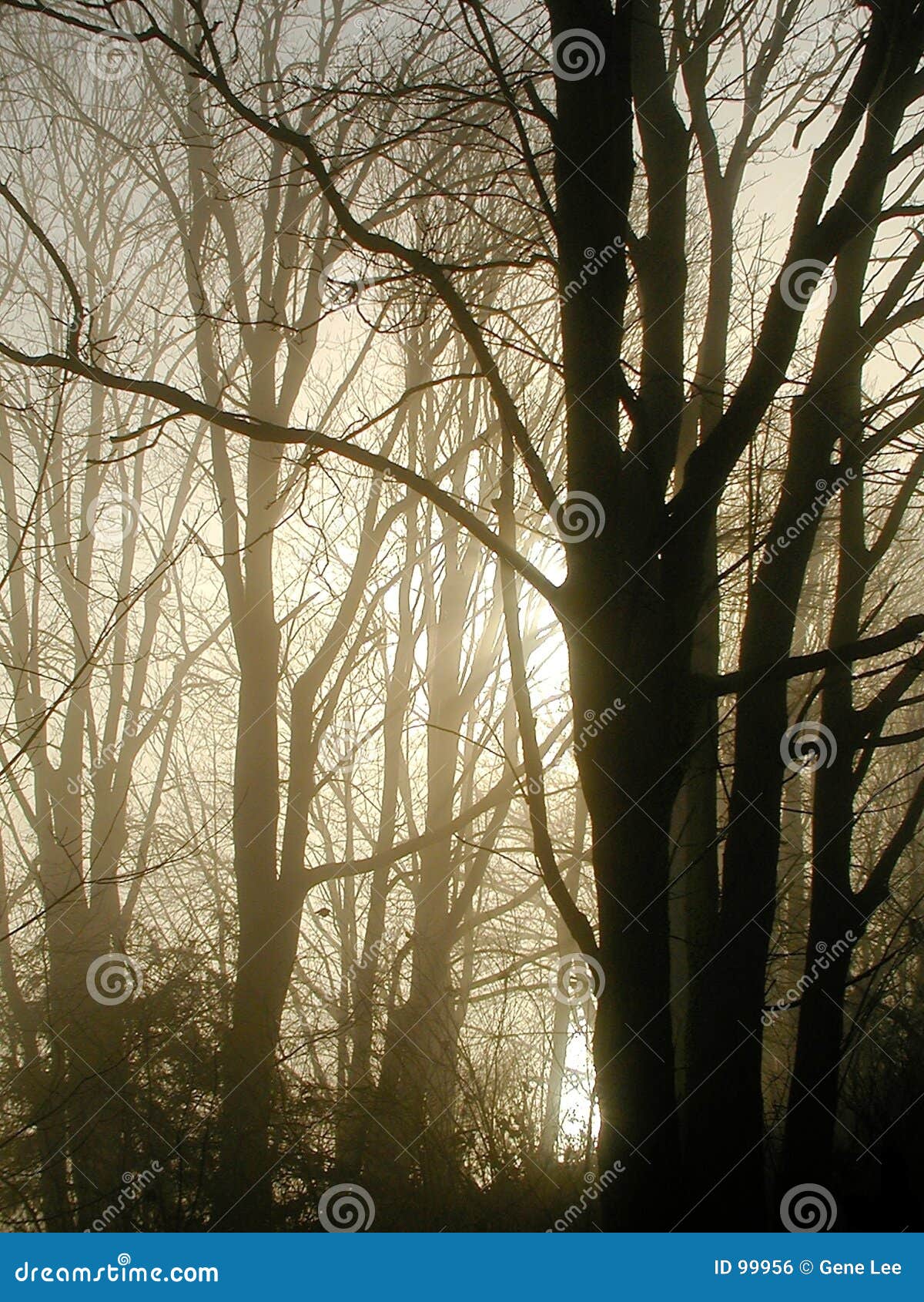 Misty Morning Light stock photo. Image of world, branches - 99956