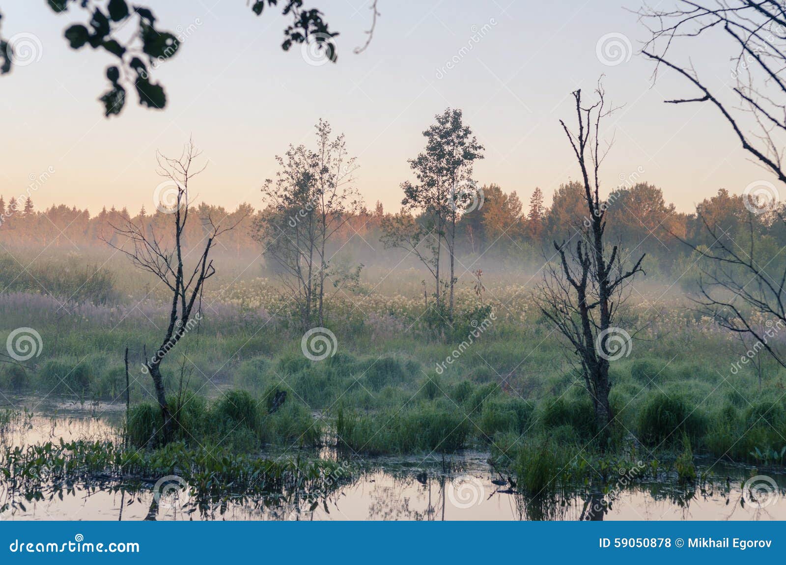 Misty morning over pond stock photo. Image of river, july - 59050878