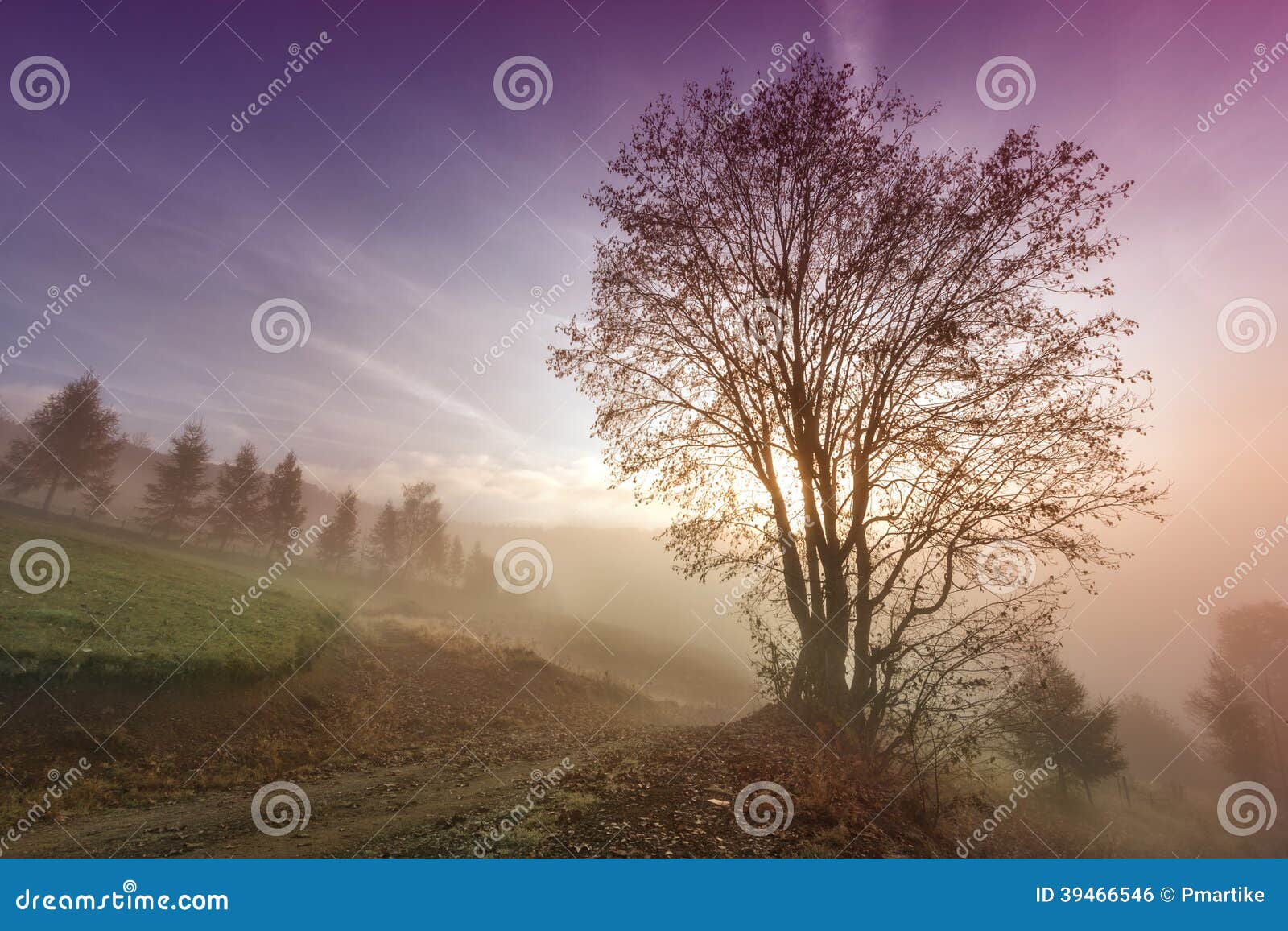 Misty Morning Scene with Lonely Tree Stock Photo - Image of beam, glow ...