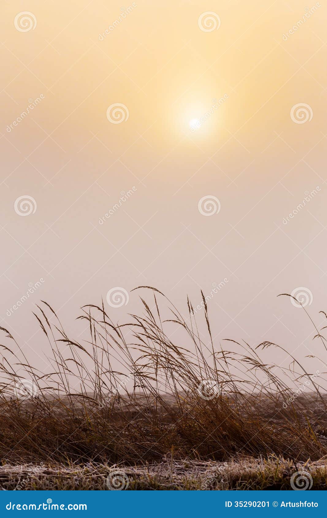 Misty Morning Sunrise Over Grass Stock Image - Image of outdoor ...