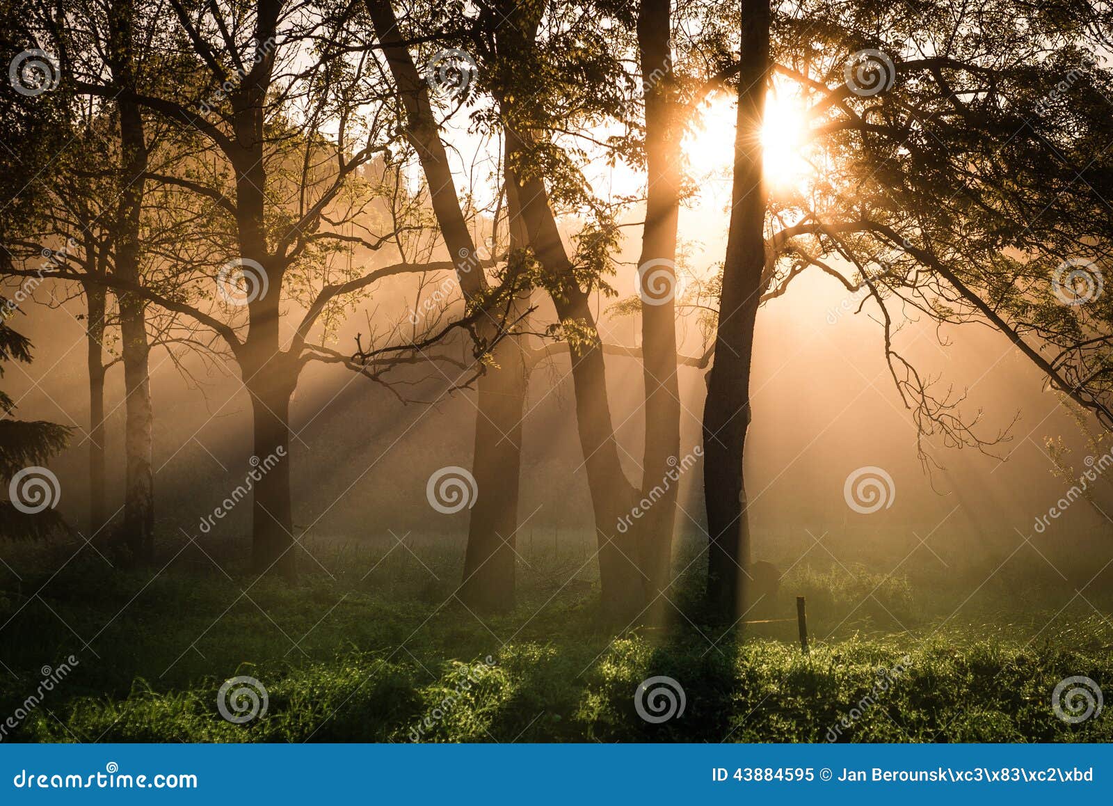 Misty morning stock image. Image of flare, tree, light - 43884595