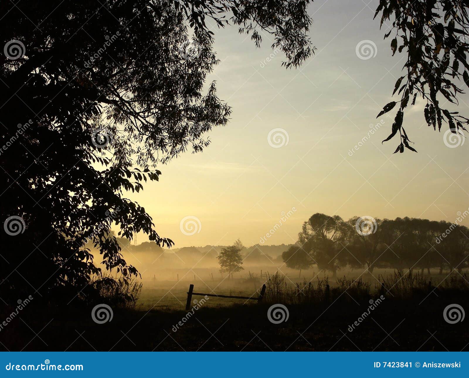 Misty Morning at Sunrise, Trees in the Fog Stock Image - Image of dawn ...