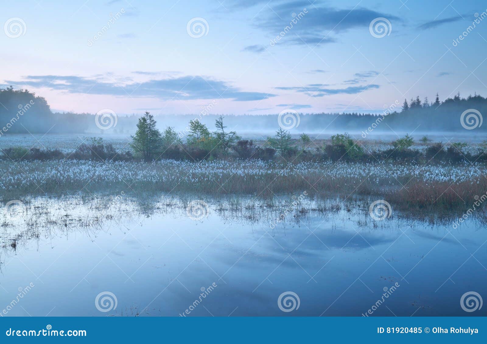 Misty Morning on Swamp at Dusk Stock Image - Image of misty, nature ...