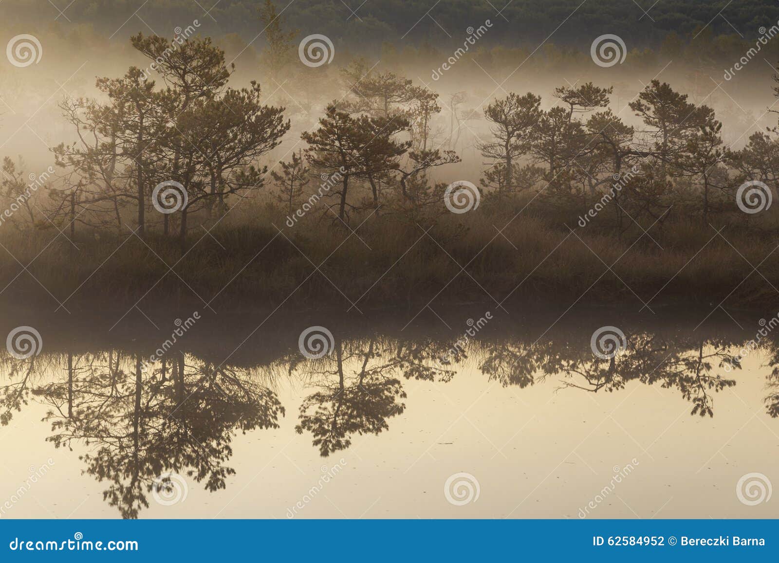 Misty morning in the swamp stock photo. Image of edge - 62584952