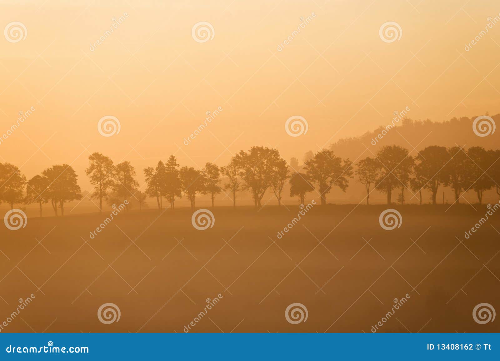 Misty morning tree stock photo. Image of nature, shadows - 13408162