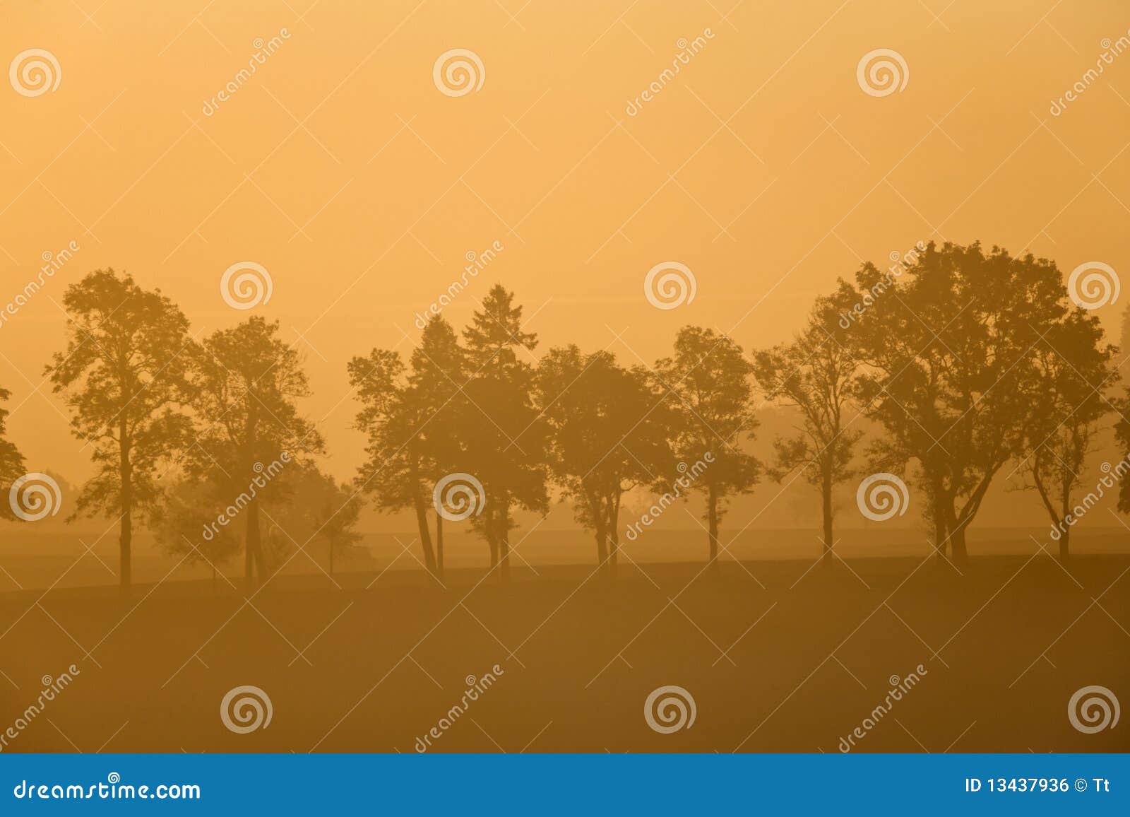 Misty morning tree stock photo. Image of scenery, horizon - 13437936