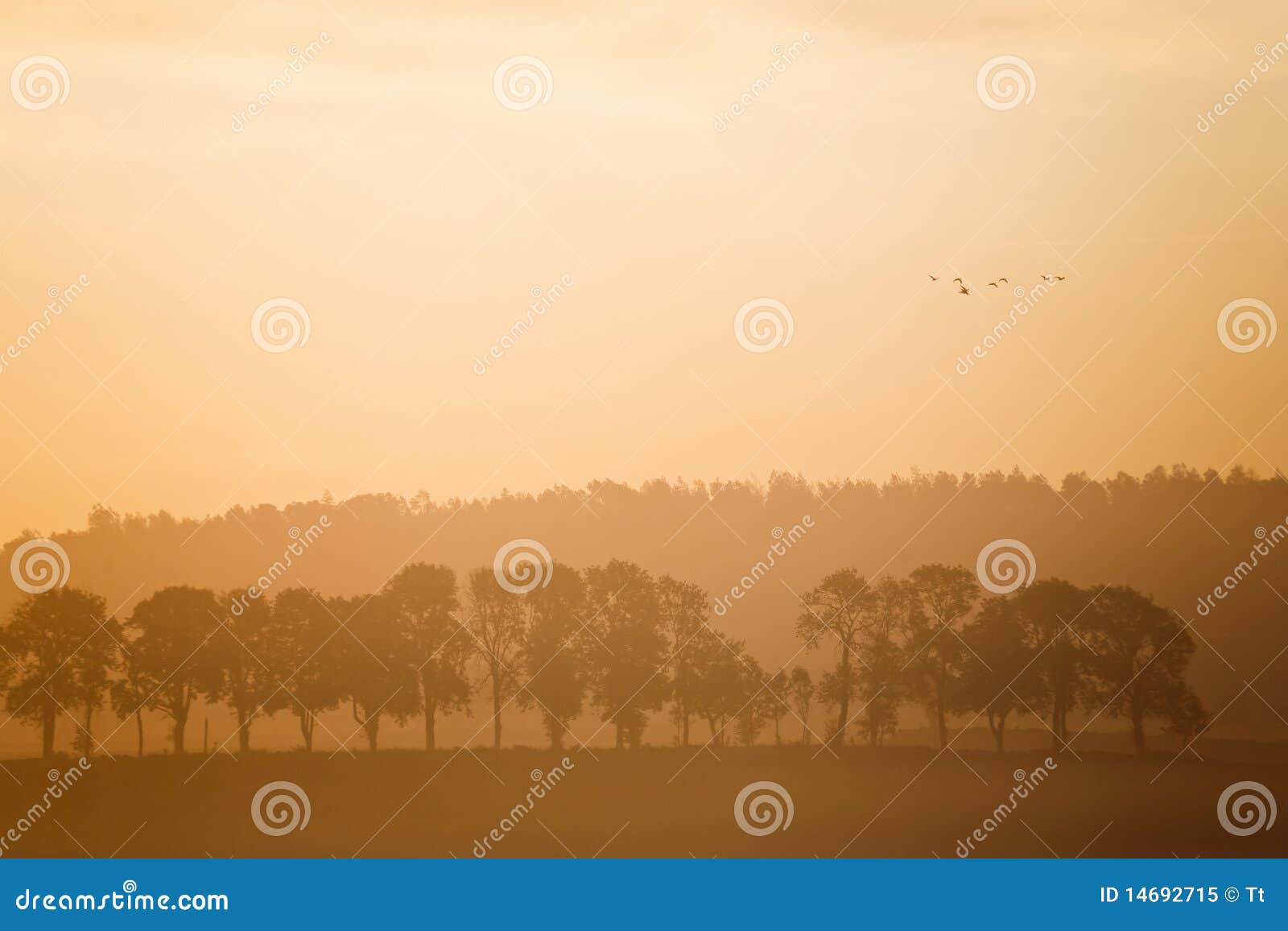 Misty morning tree stock image. Image of country, foggy - 14692715