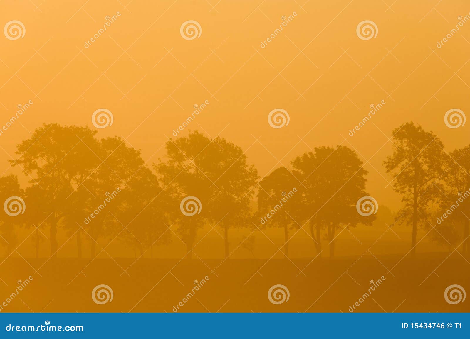 Misty morning tree stock photo. Image of countryside - 15434746
