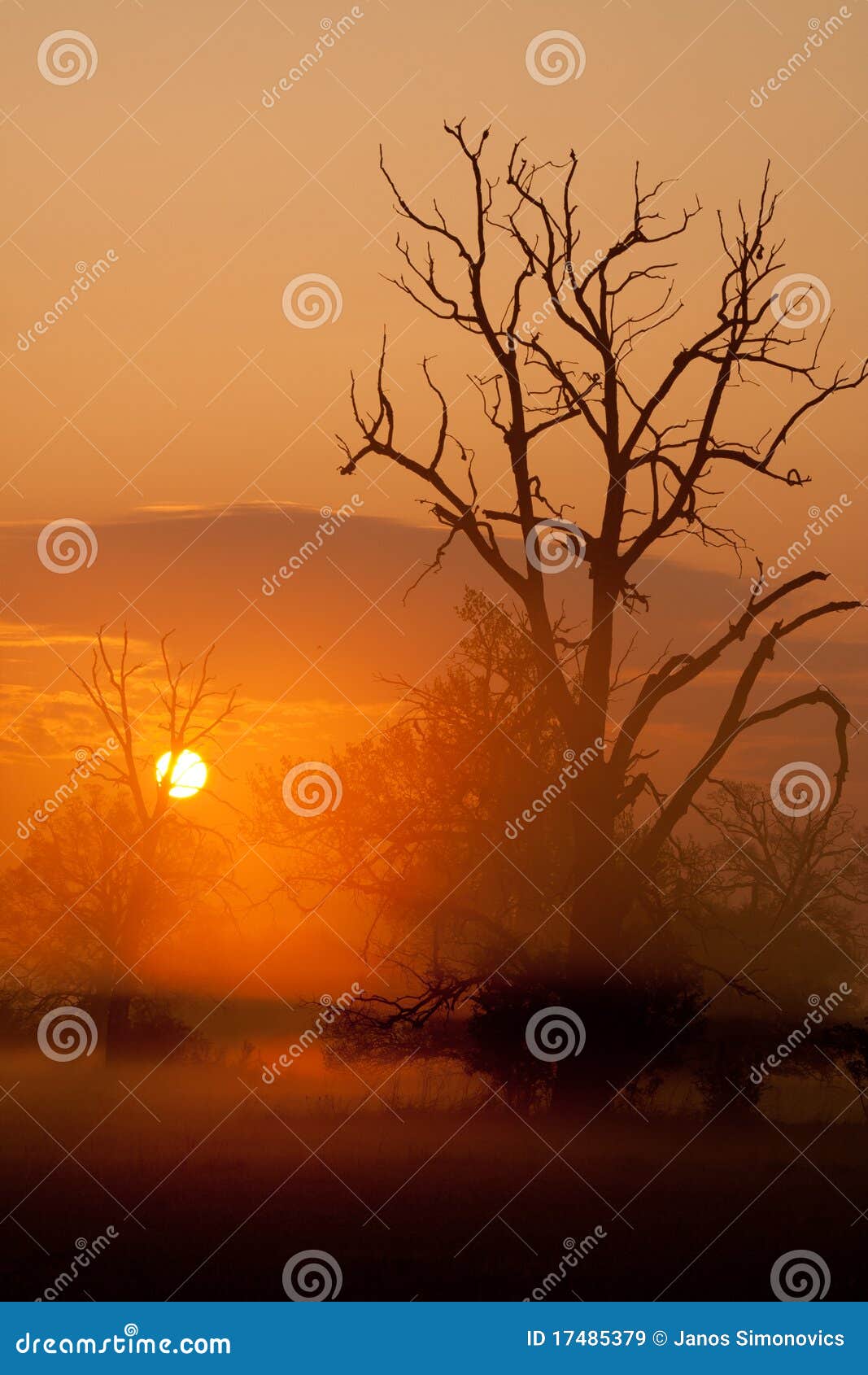 Misty Morning with Trees in Silhouette Stock Image - Image of mist ...