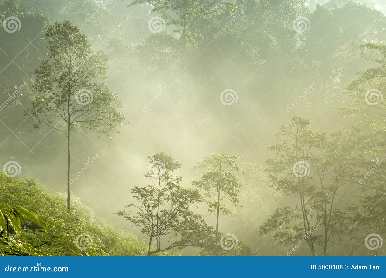Misty Morning Tropical Trees Stock Photo - Image of activity, tropical ...