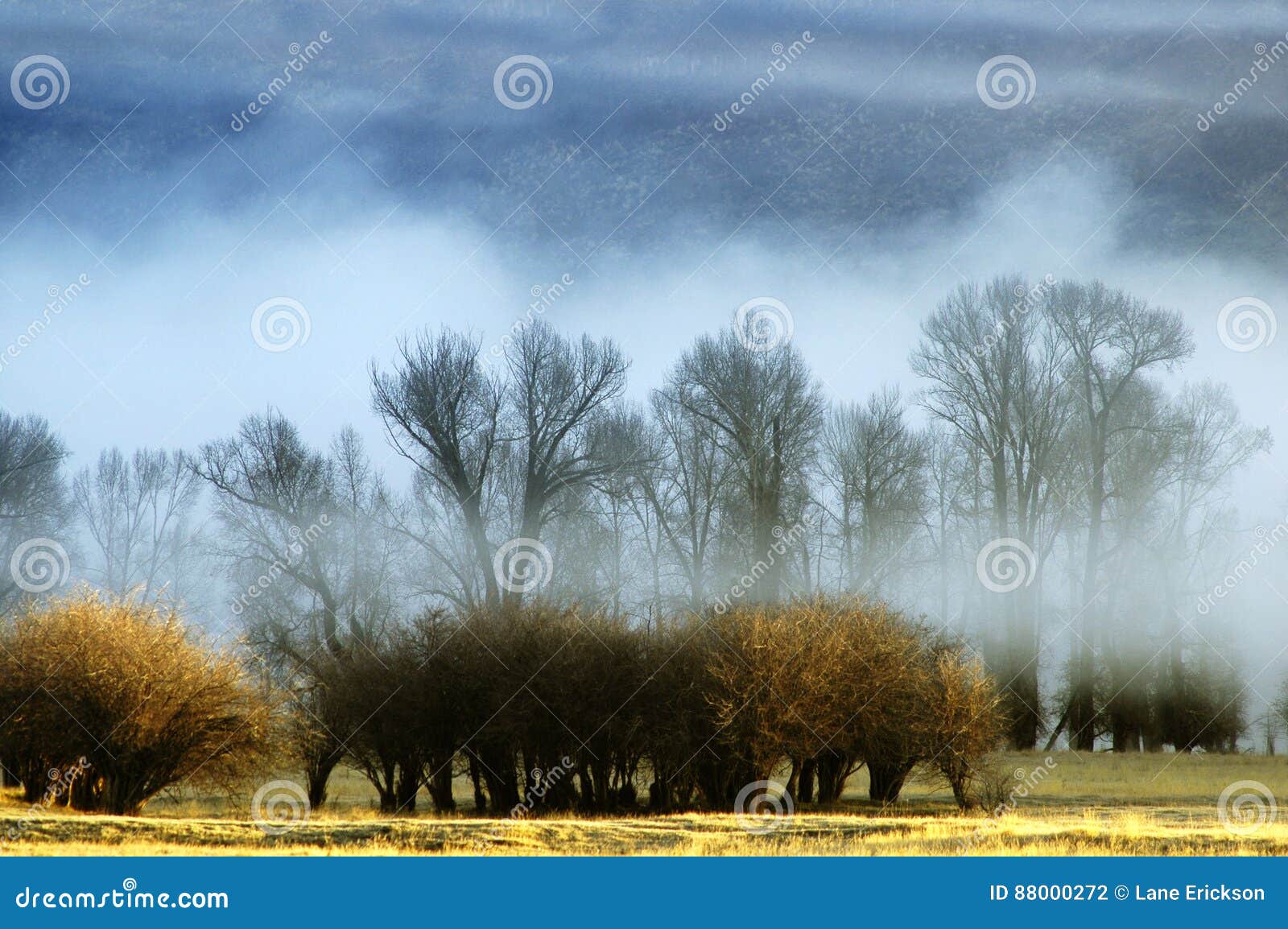 Misty Morning in Valley with Trees Stock Photo - Image of cloud, foggy ...