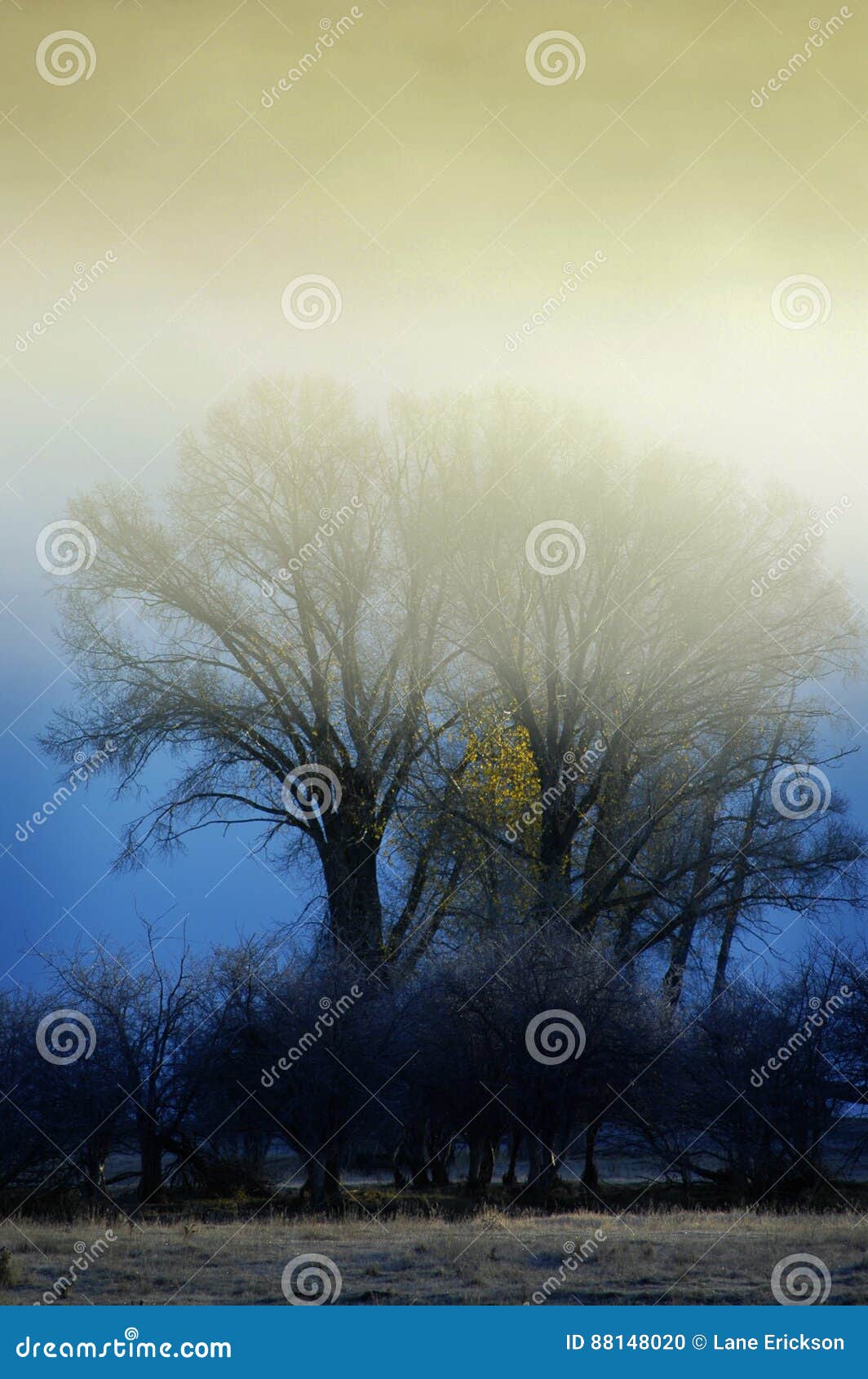 Misty Morning in Valley with Trees Stock Photo - Image of foggy, haze ...