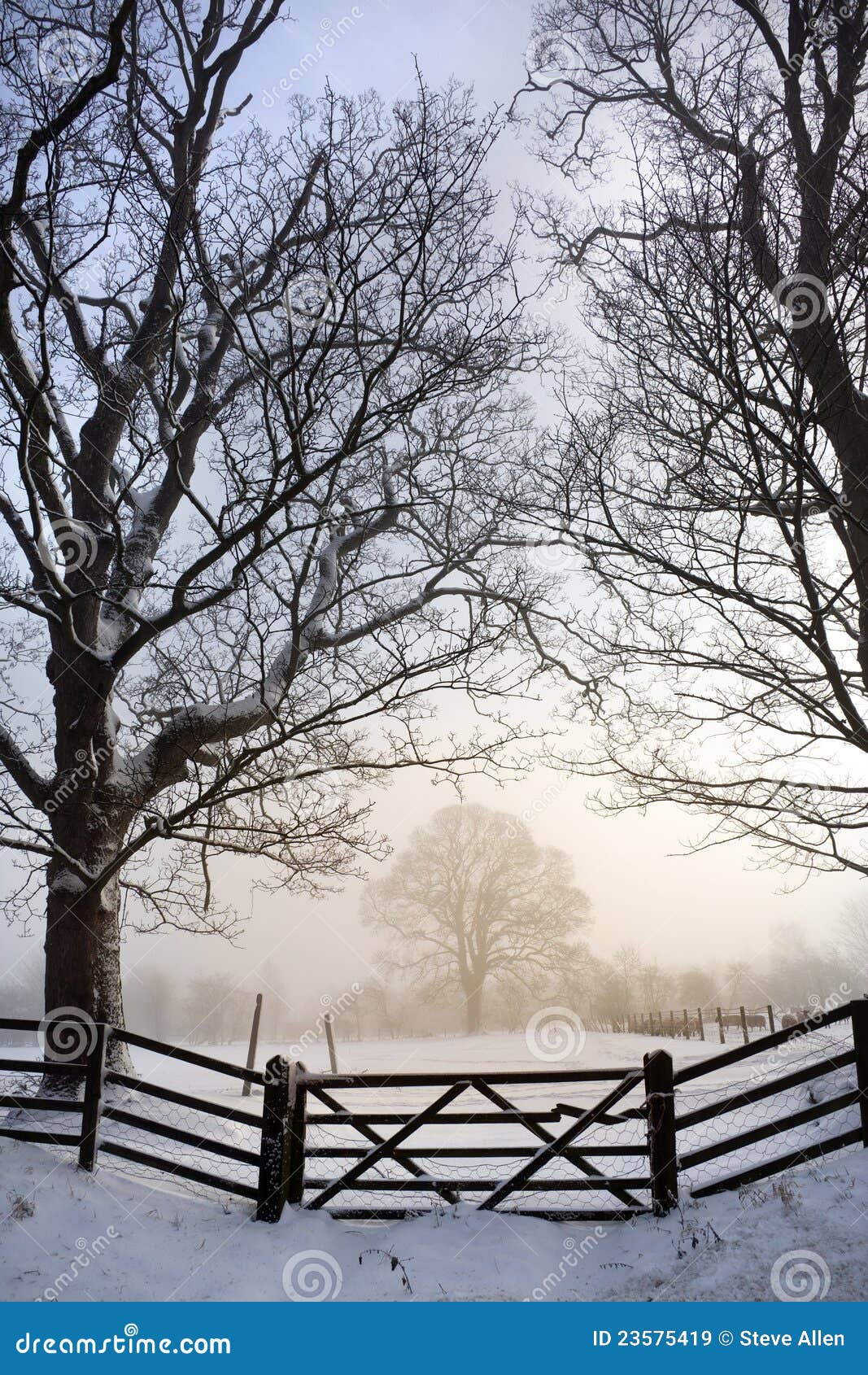 Misty Morning - Winter Snow - England Stock Image - Image of farmland ...