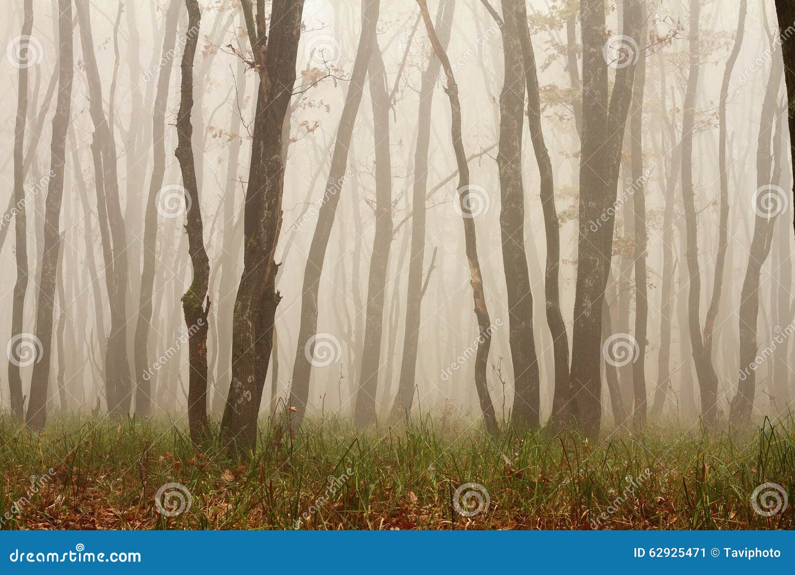 Misty morning in the woods stock image. Image of morning - 62925471