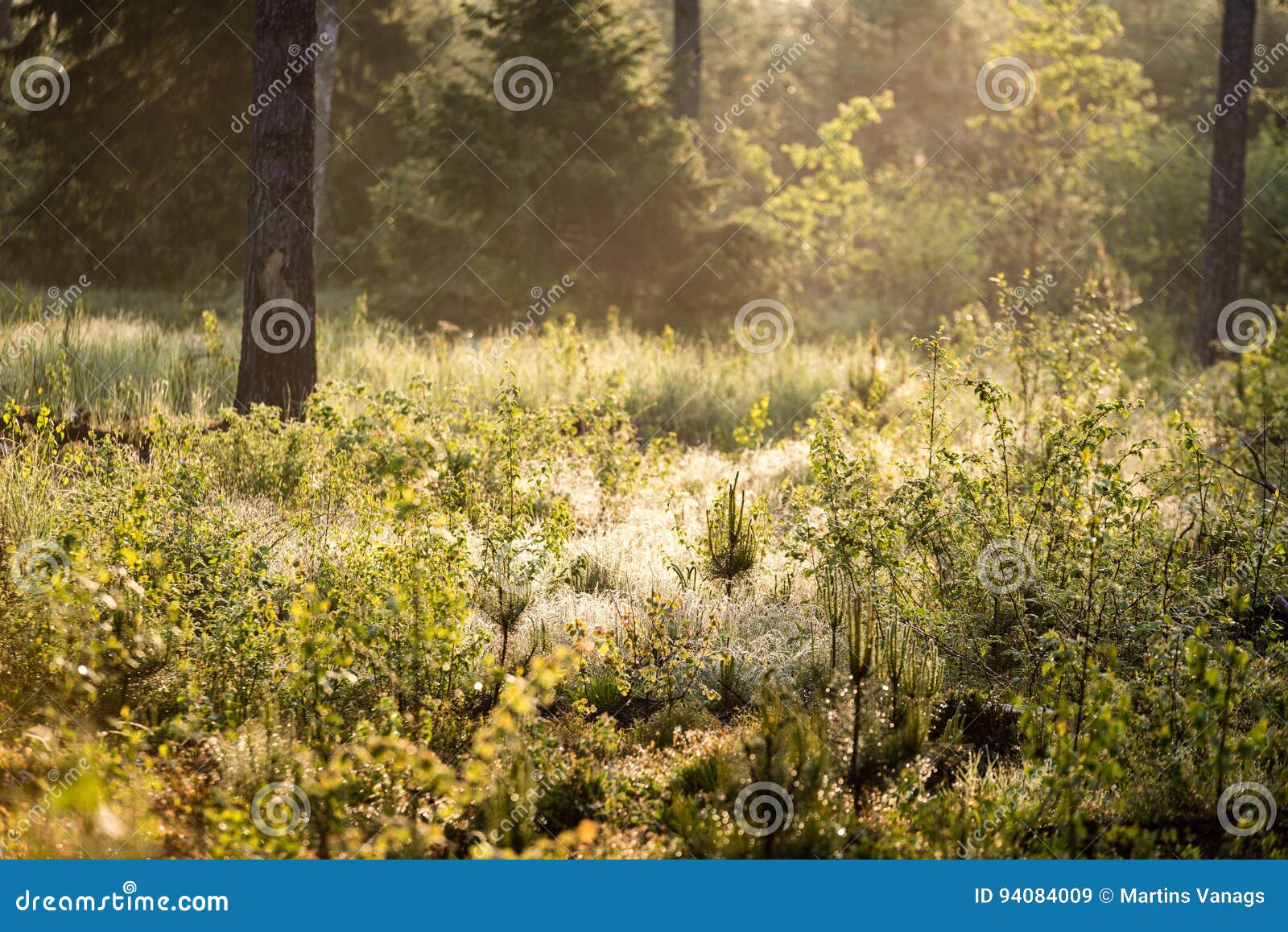 Misty morning in the woods stock image. Image of fairy - 94084009