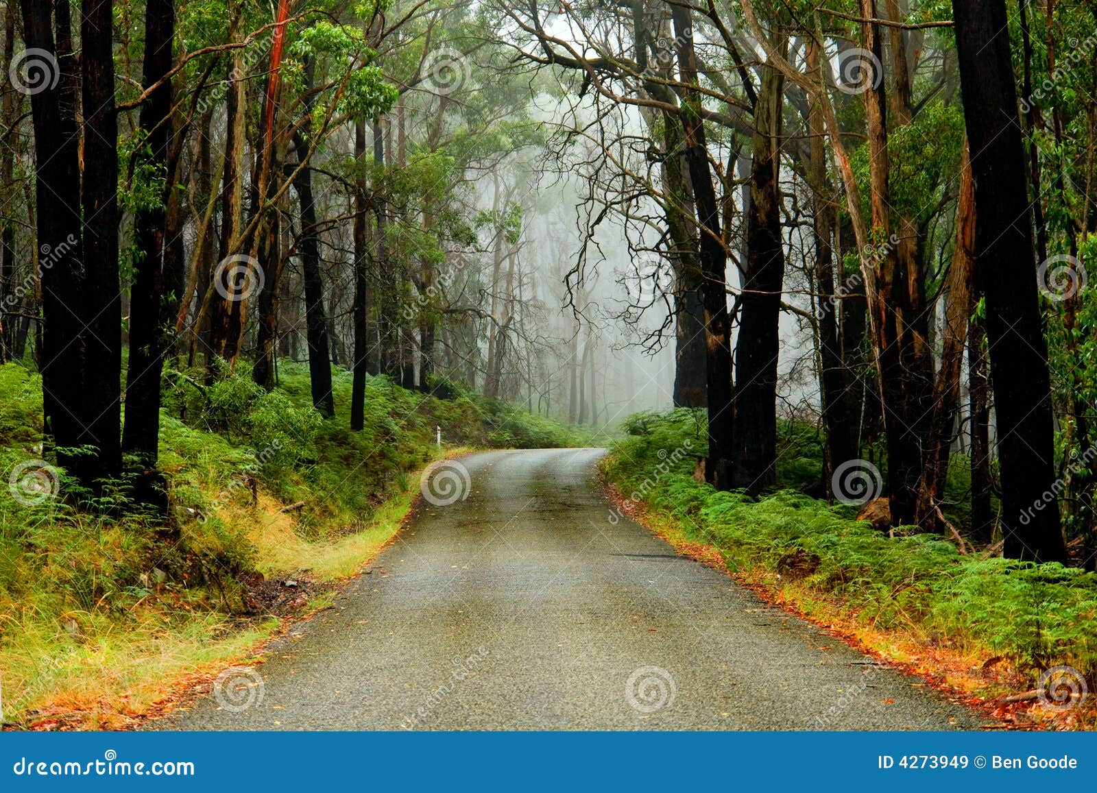 Misty Mountain Road stock image. Image of landscape, natural - 4273949