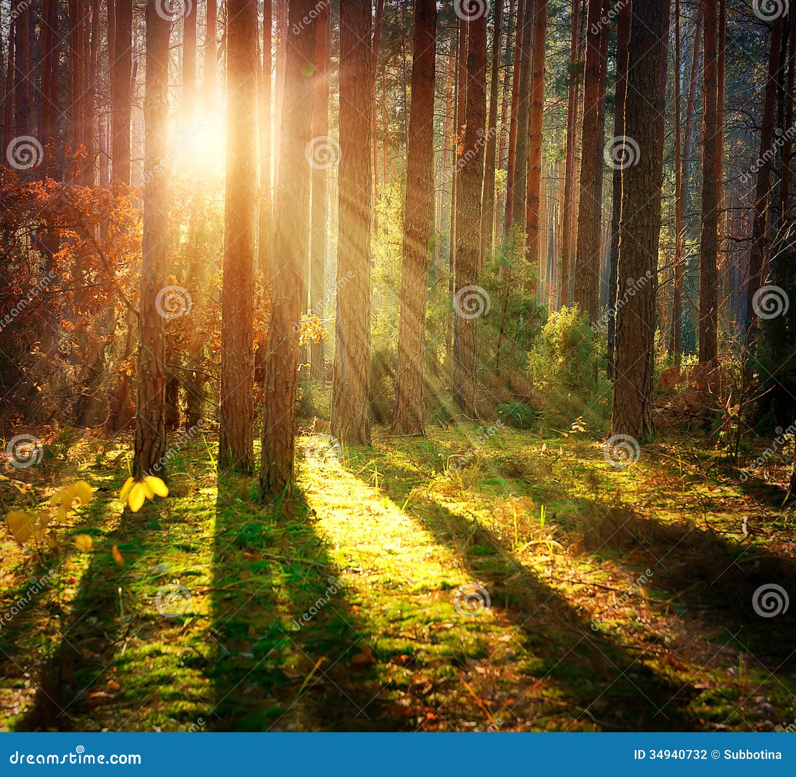 Misty Old Forest stock photo. Image of rays, forest, light - 34940732