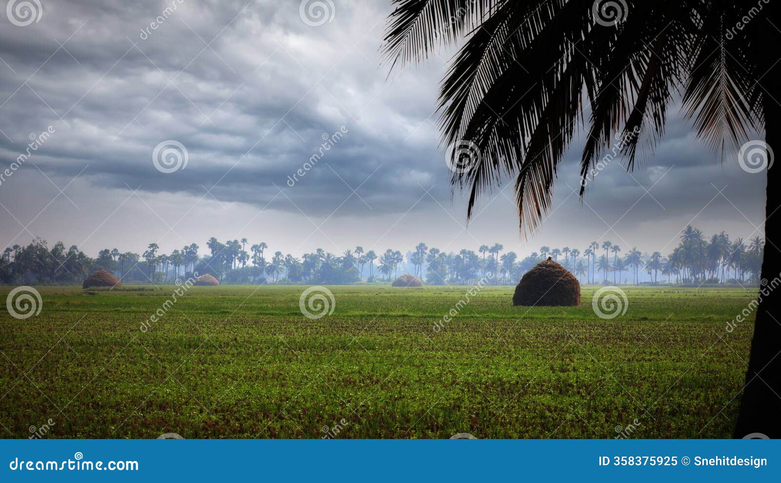 Misty Paddy Fields Landscape in Andhra Pradesh ,India Stock Image ...