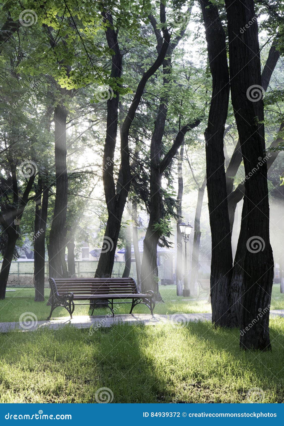 Misty Park Picture. Image: 84939372