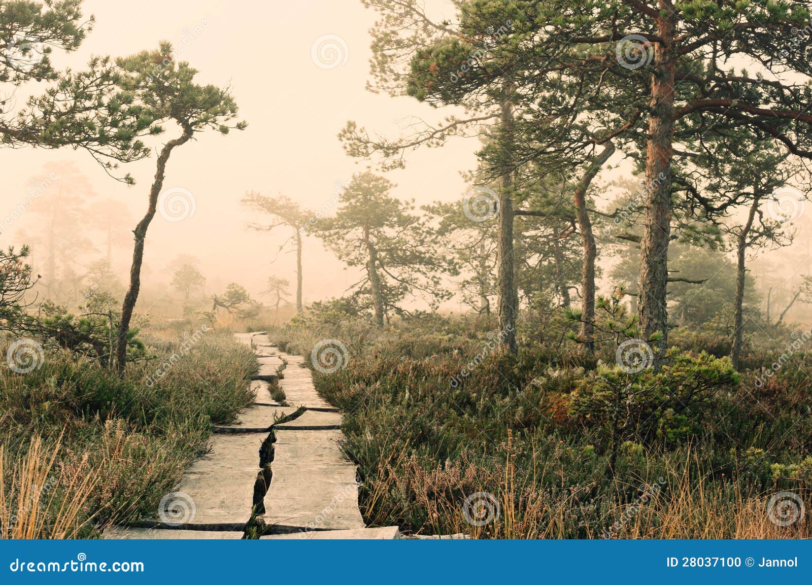 Misty path stock photo. Image of morning, trail, road - 28037100