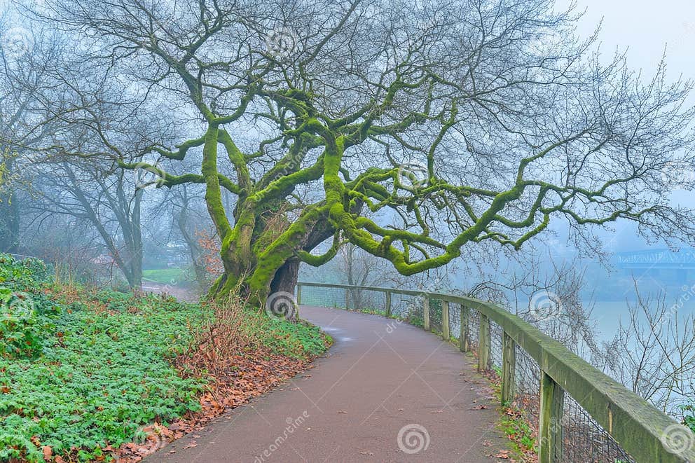 Misty Path with Mossy Tree by Riverside in Winter Landscape Stock Photo ...
