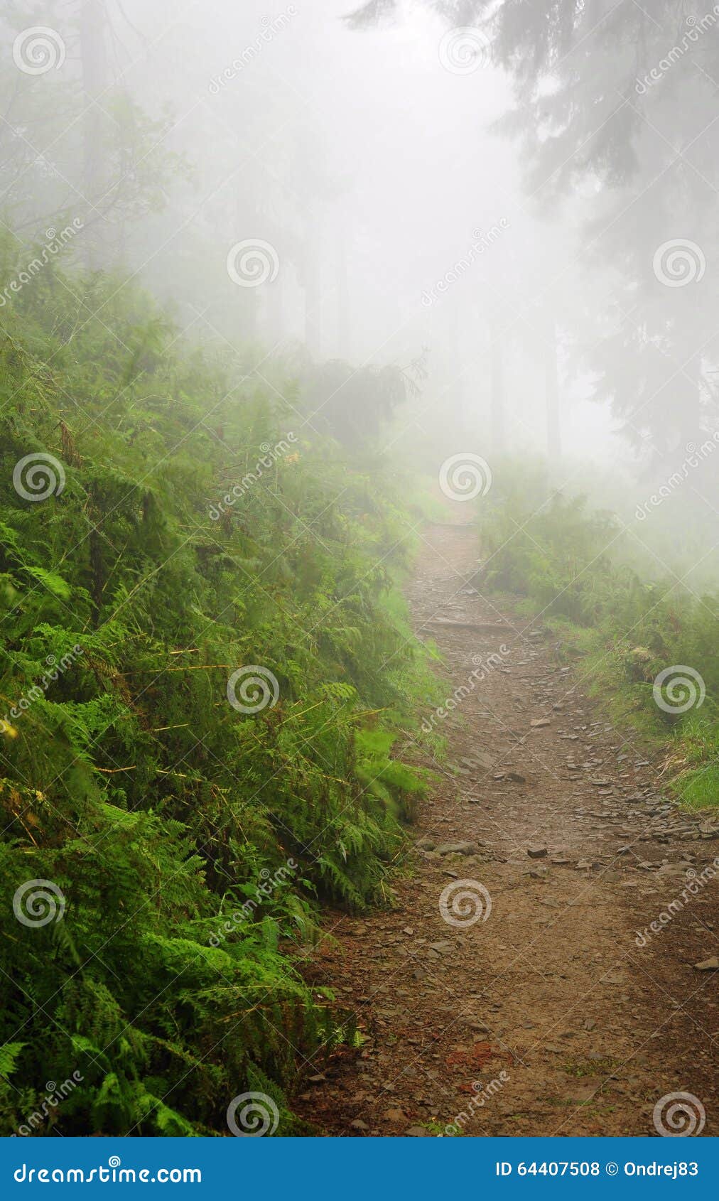 Misty path stock photo. Image of plant, autumn, rainy - 64407508