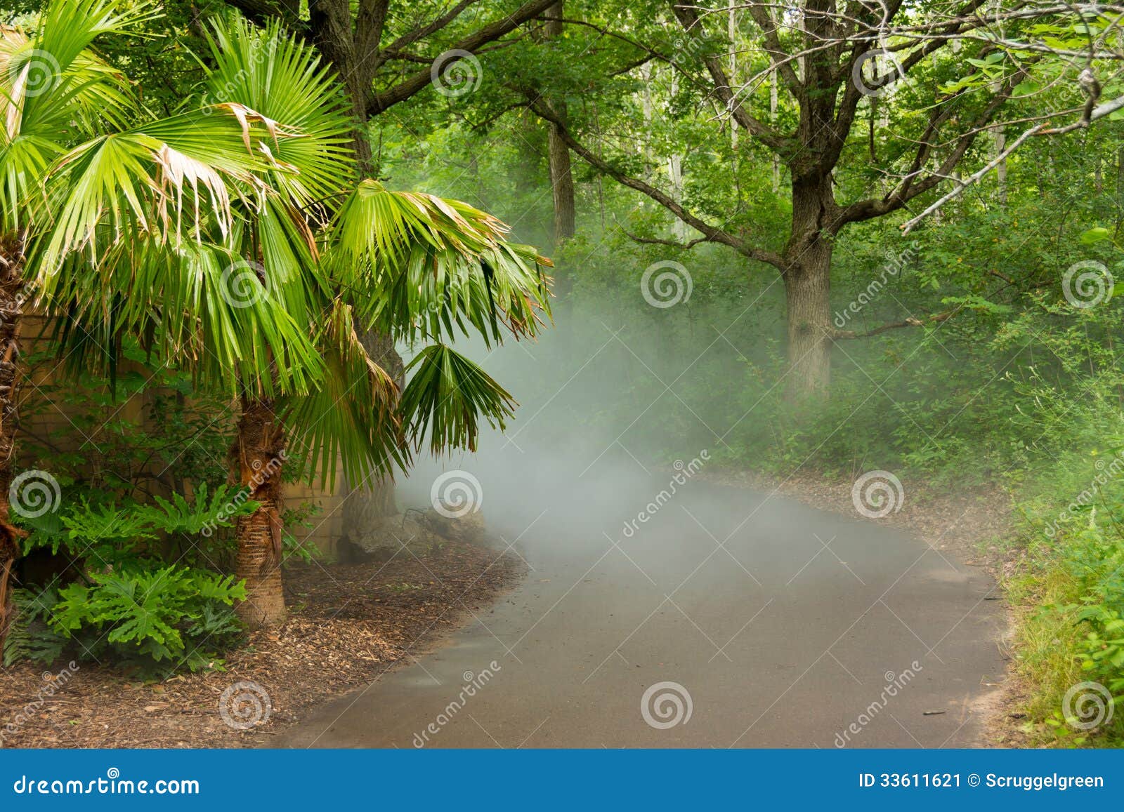 Misty Path stock image. Image of outdoor, foliage, road - 33611621