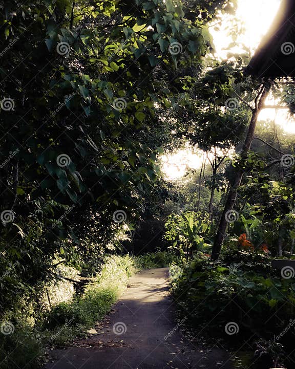 Misty pathways,wild nature stock photo. Image of magical - 255052648