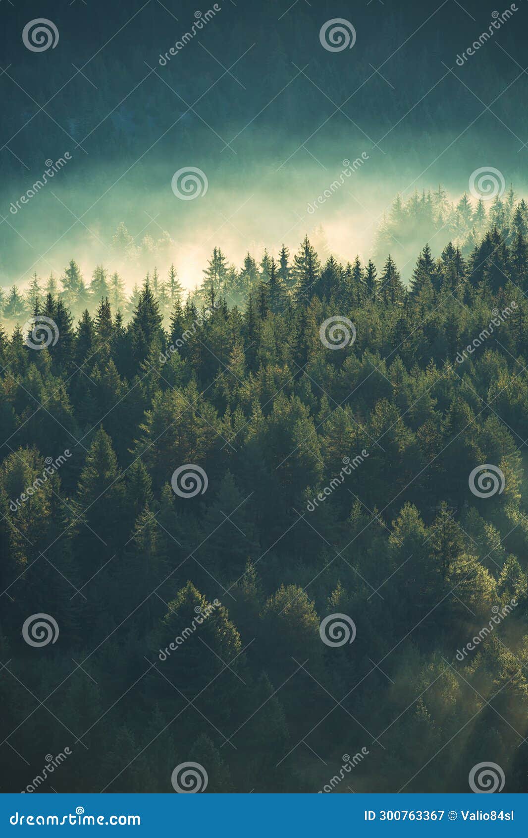 Misty Pine Forest on the Mountain Slope in a Nature Reserve, Vertical ...