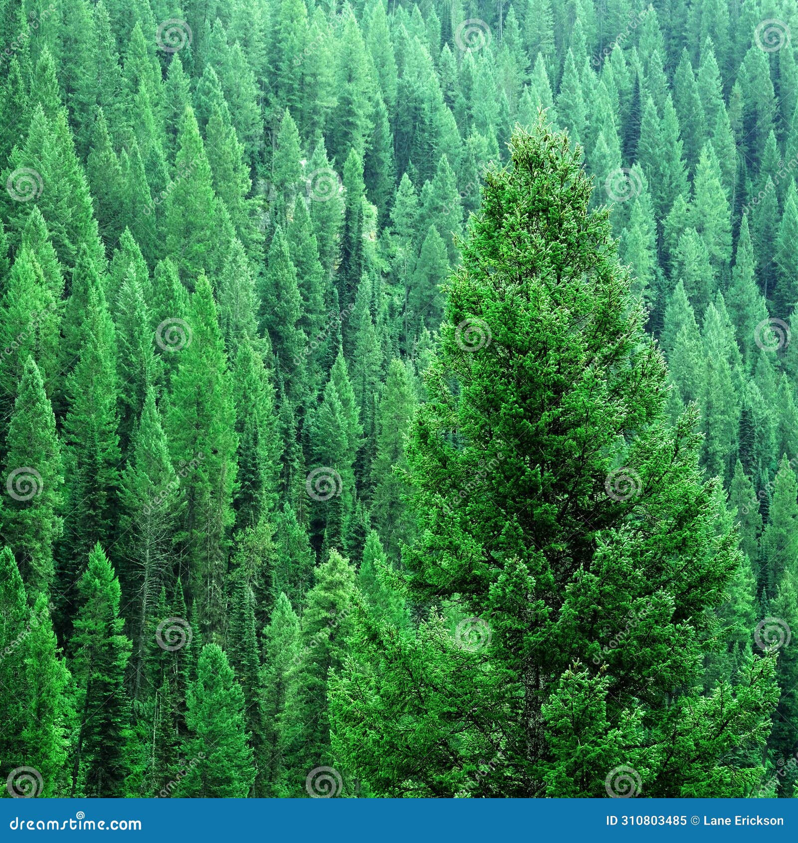 Misty Pine Forest in the Rain Green Lush Growth in Wilderness Stock ...