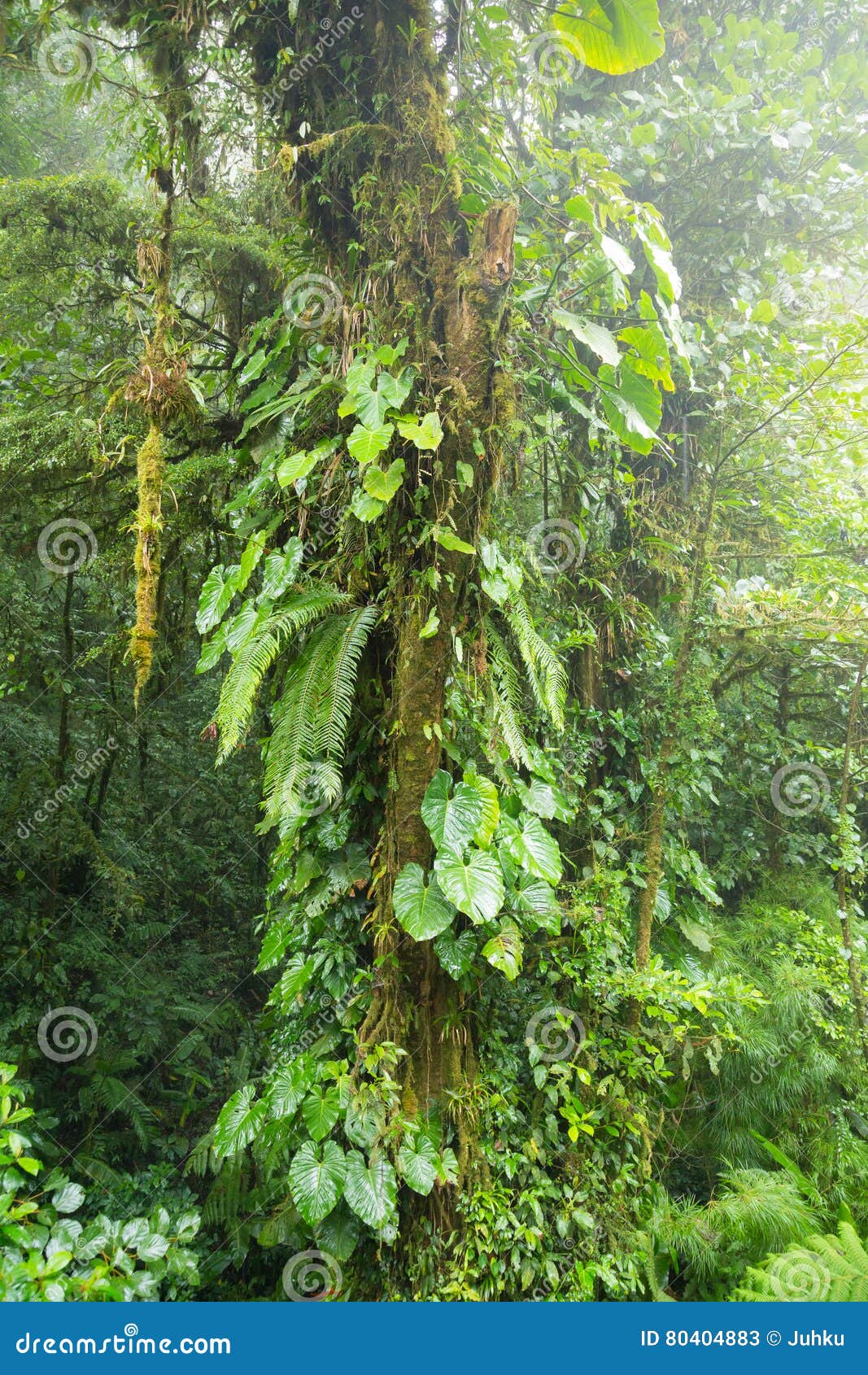 Misty Rainforest in Monteverde Cloud Forest Reserve Stock Image - Image ...