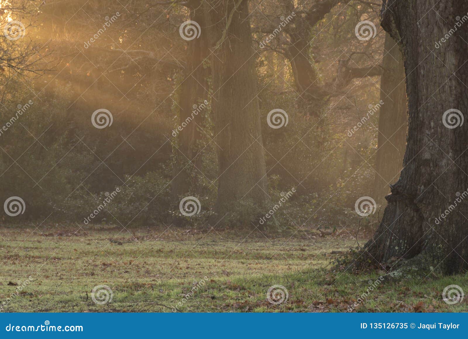 Misty rays of sunshine stock image. Image of sunlight - 135126735