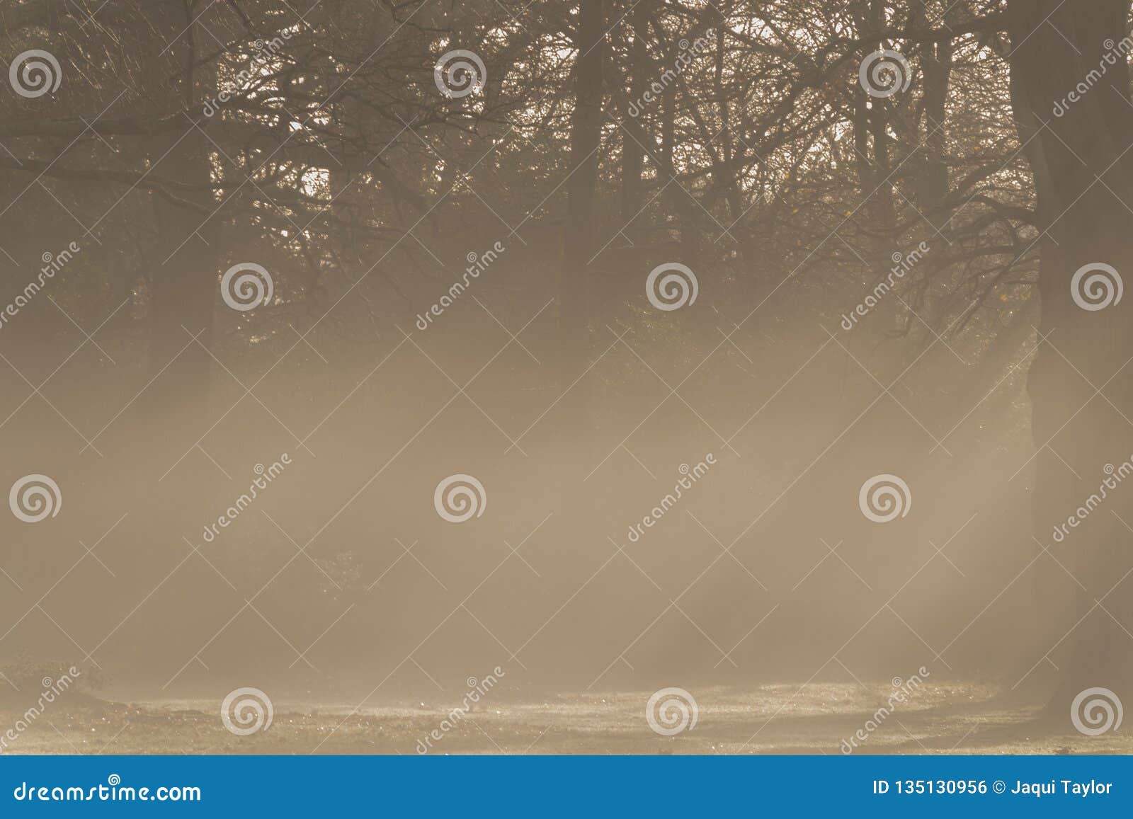 Misty rays of sunshine stock photo. Image of trees, common - 135130956