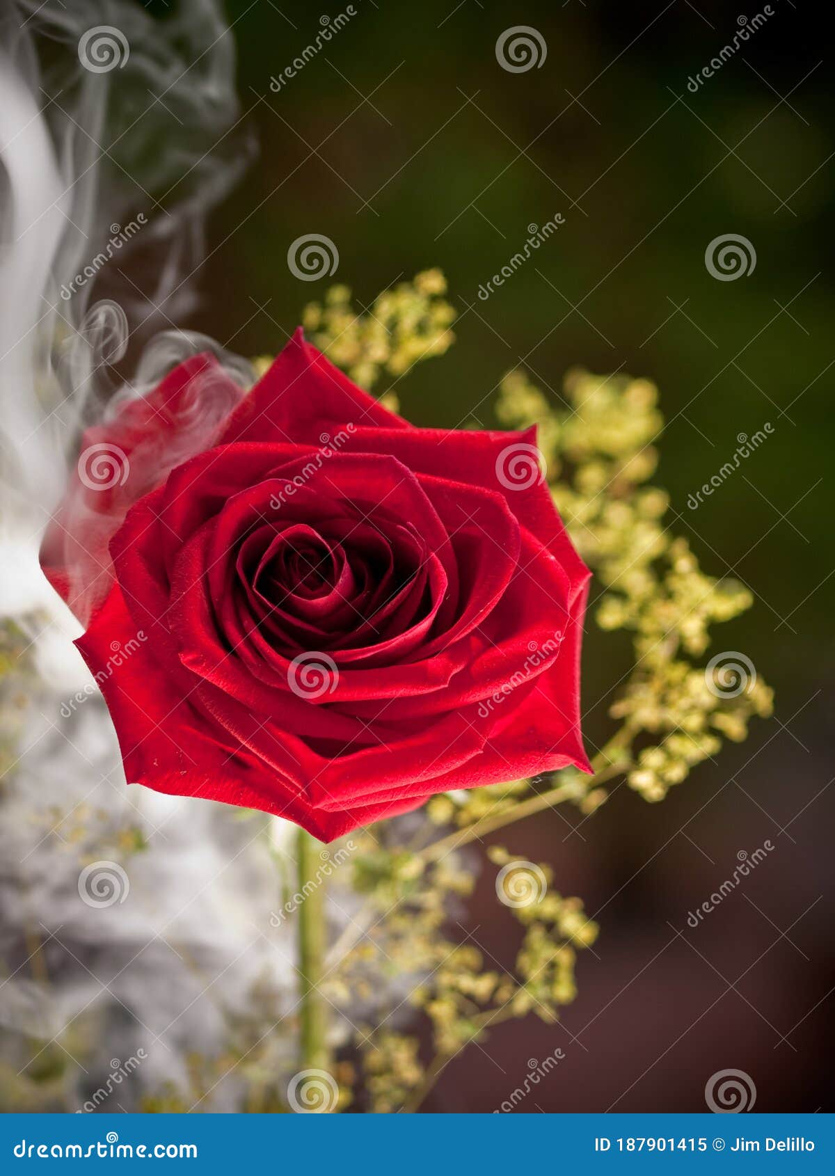 Misty Red Rose with Black Background Stock Image - Image of colors ...