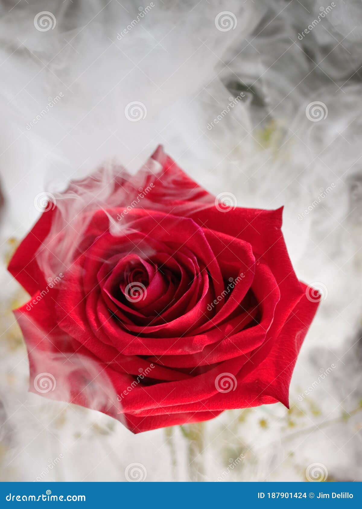 Misty red Rose stock photo. Image of bouquet, fresh - 187901424