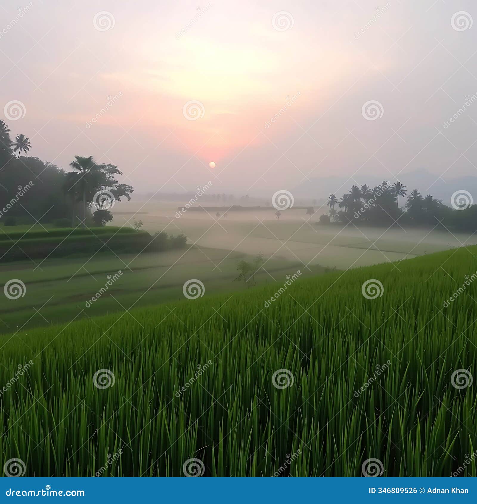 Misty Rice Fields in the Philippines at Dawn Stock Illustration ...
