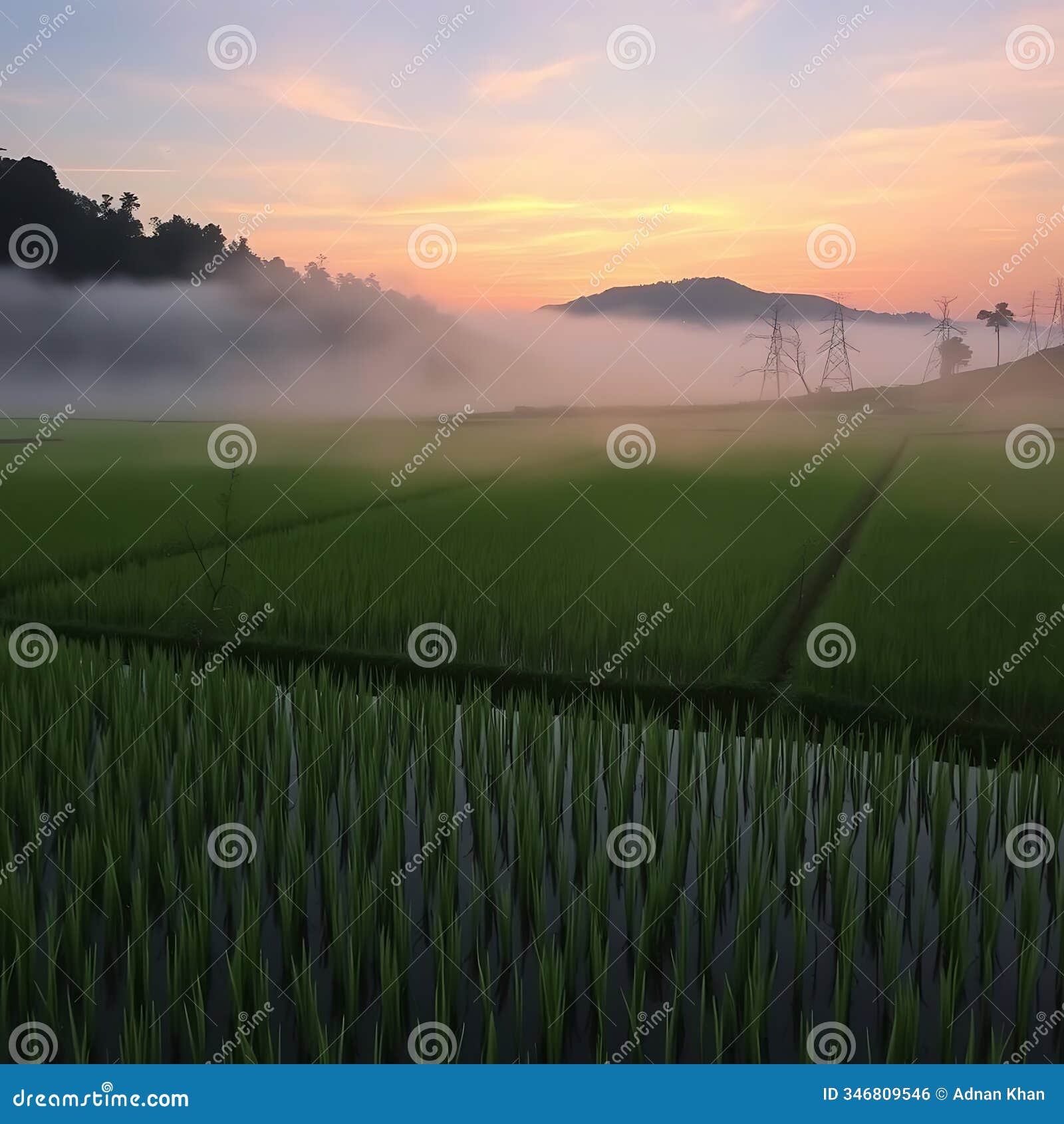 Misty Rice Fields in the Philippines at Dawn Stock Illustration ...