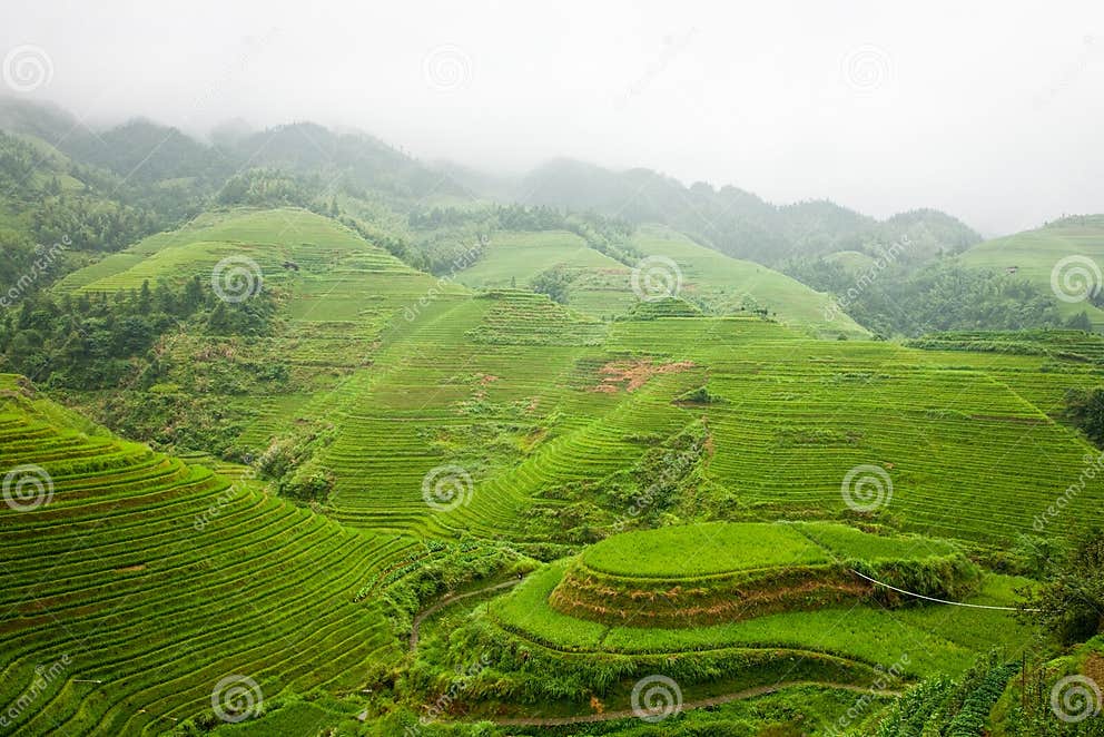 Misty Rice Terraces stock image. Image of horizontal - 16122957