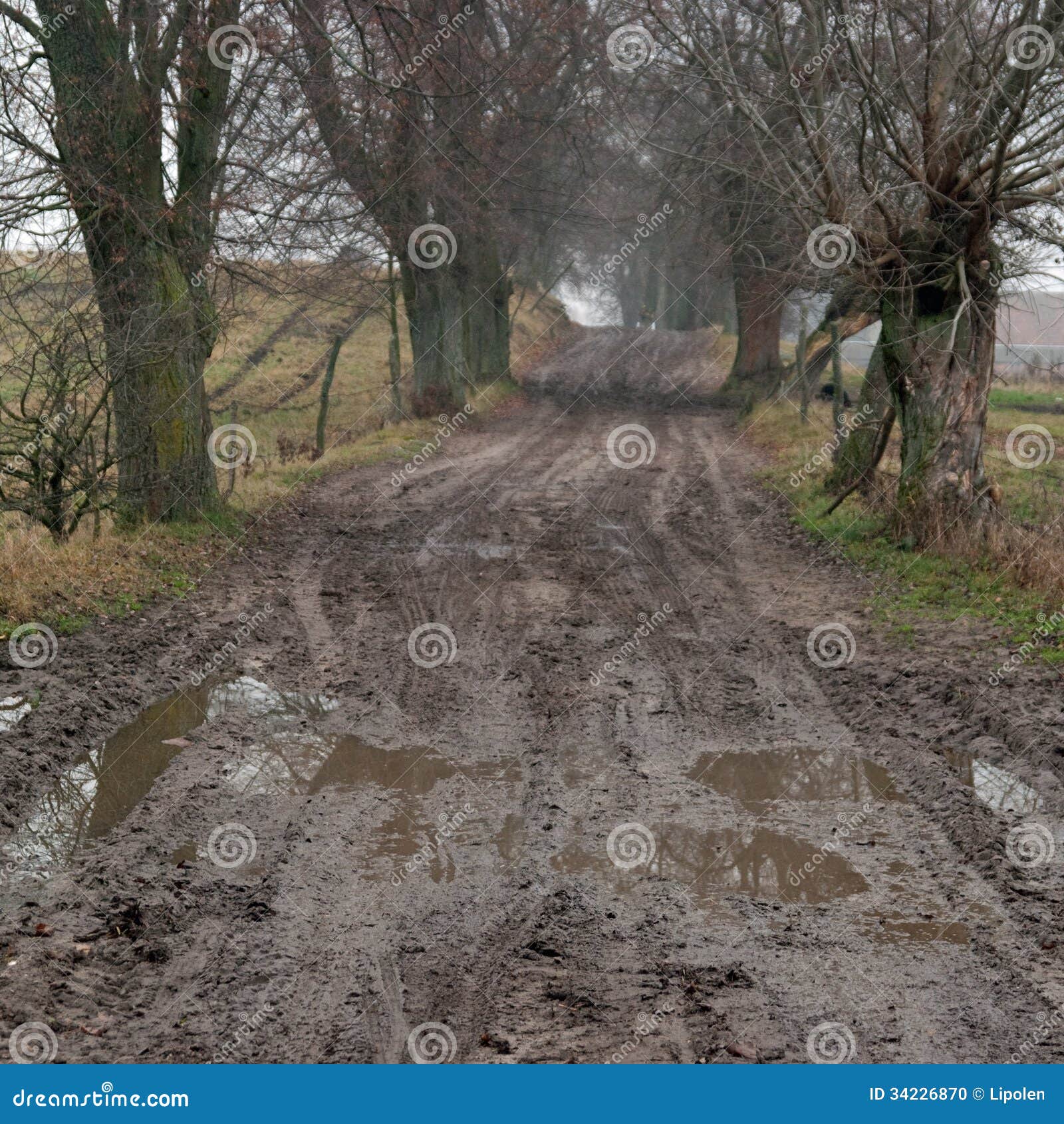 Misty road with willows stock photo. Image of line, journey - 34226870